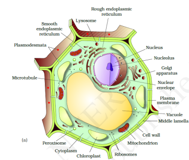 Cell Structure And Functions Class 11 Notes Biology Mycbseguide Cbse